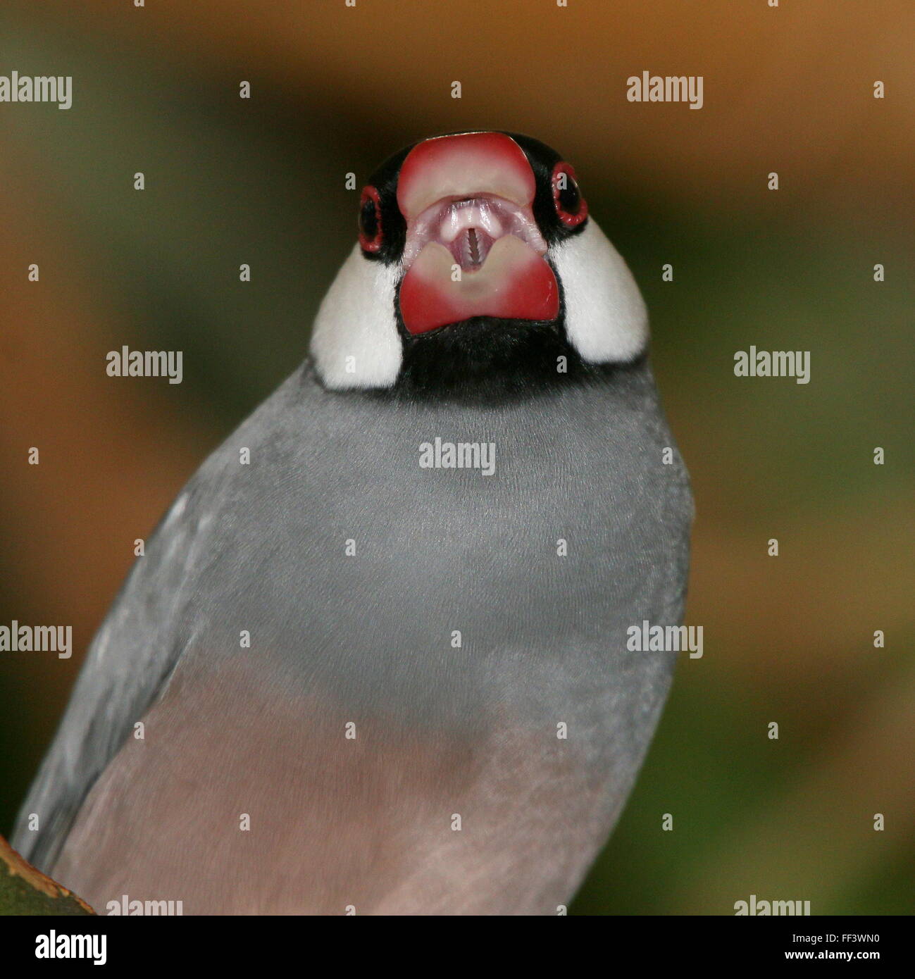 Padda de java hi-res stock photography and images - Alamy