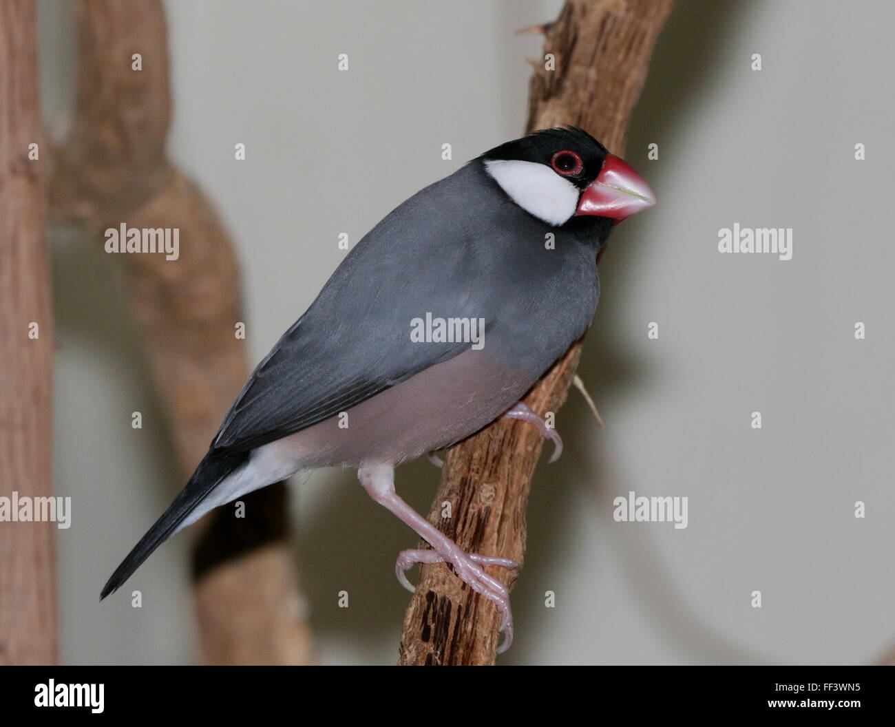 Moineau de java hi-res stock photography and images - Alamy