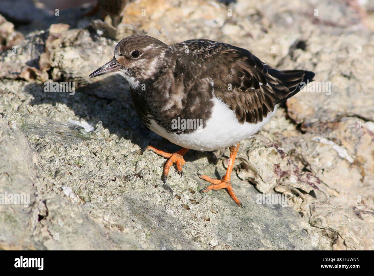 Birds that turn white in winter hi-res stock photography and images - Alamy