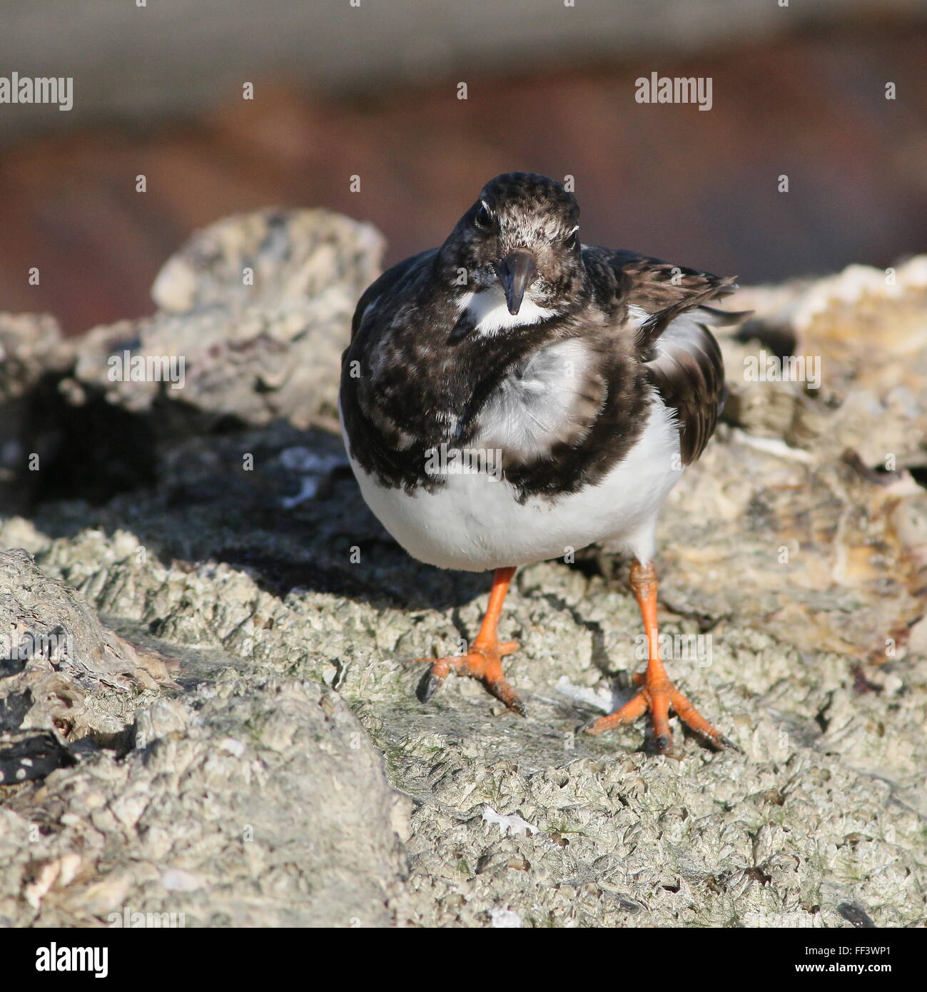 Ruddy turn stones hi-res stock photography and images - Alamy
