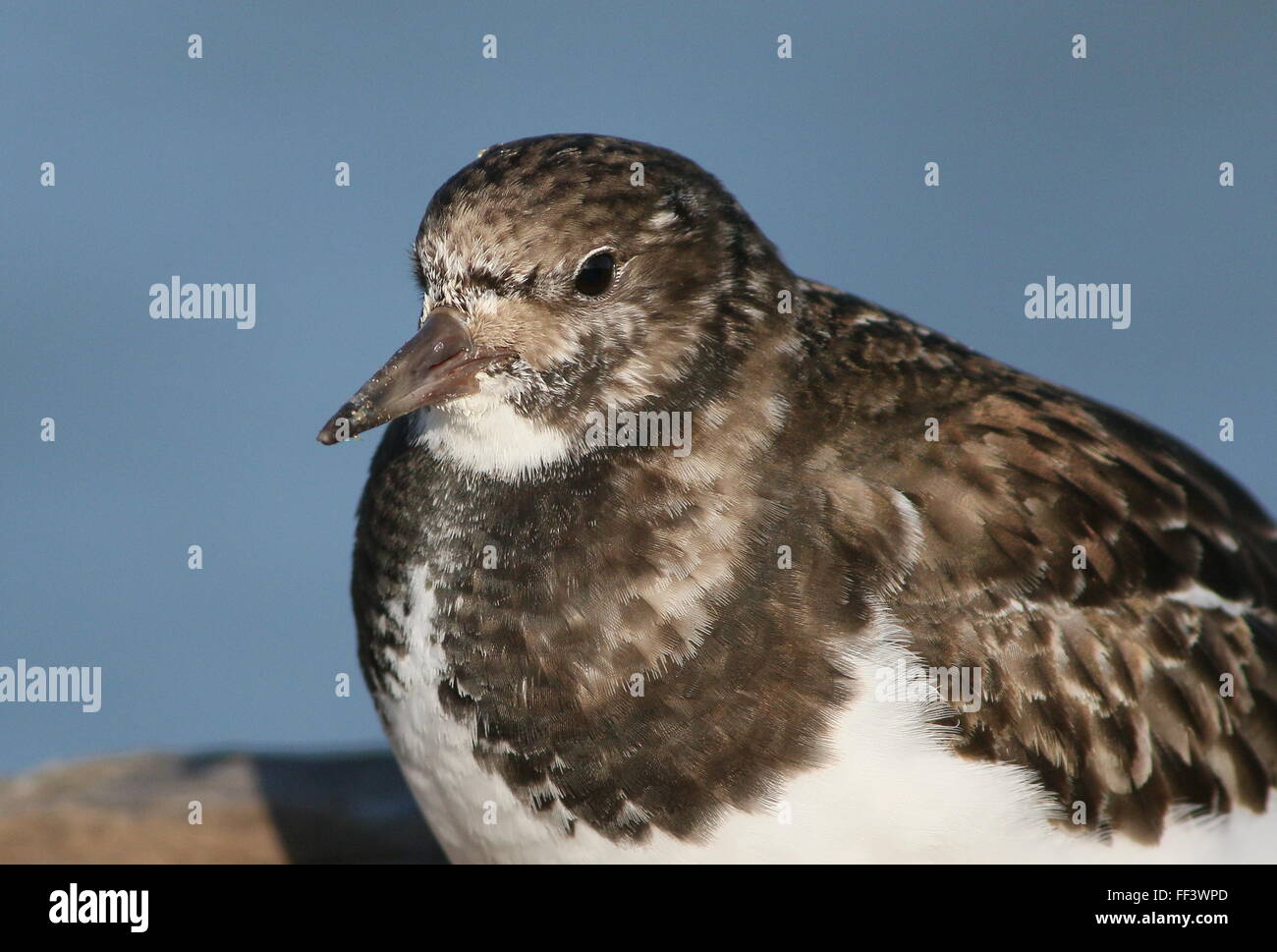 Closeup portrait of a male Ruddy turnstone (Arenaria interpres) in ...