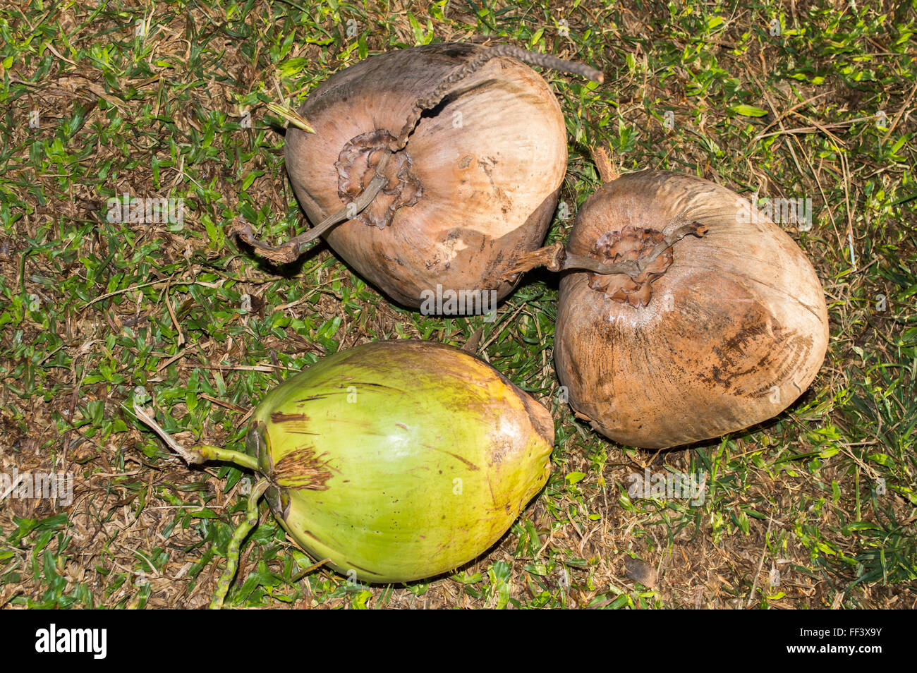 Coconut cluster on coconut tree Stock Photo - Alamy