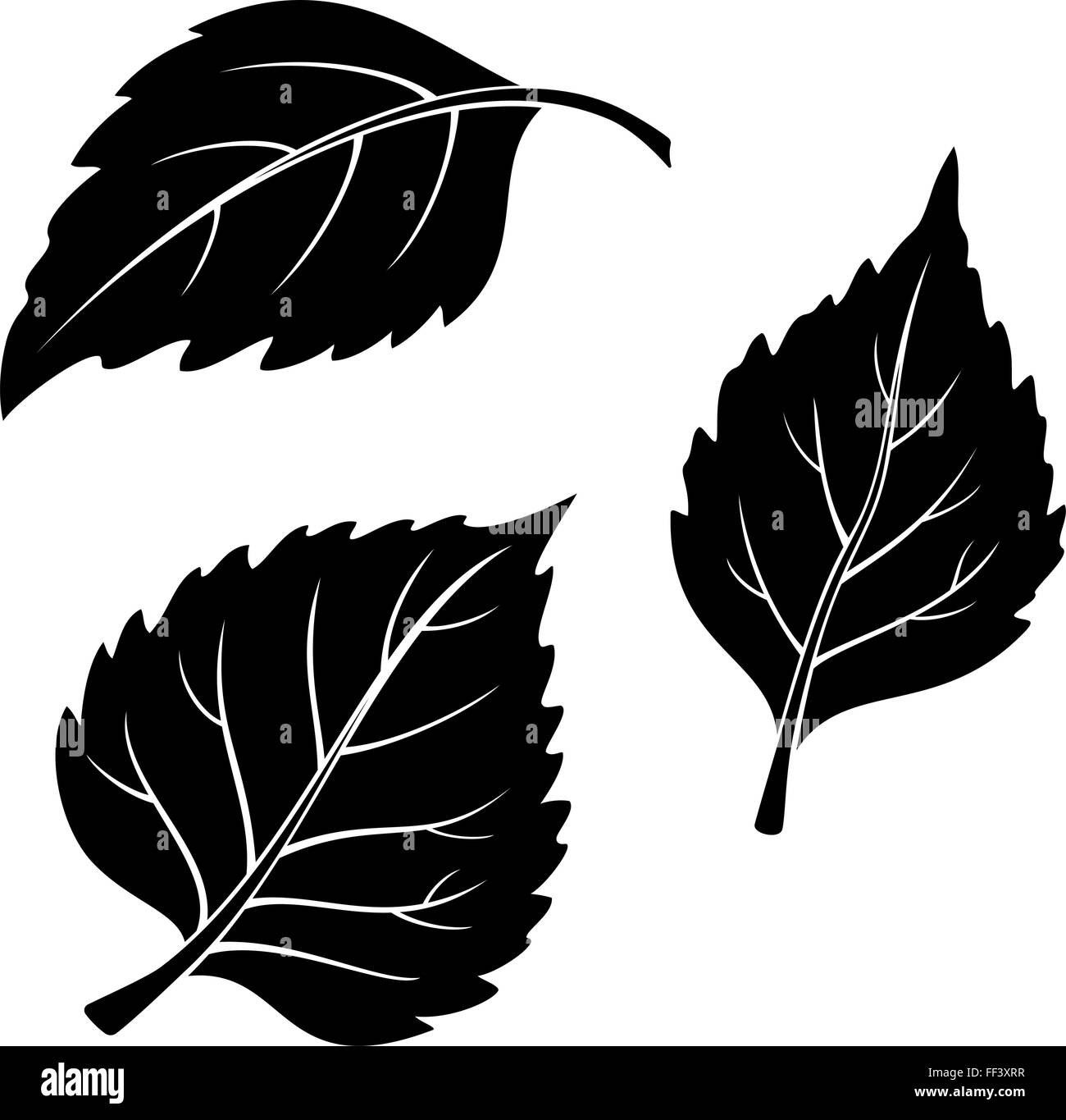 Birch Leaves, Pictogram Set Stock Vector Image & Art - Alamy