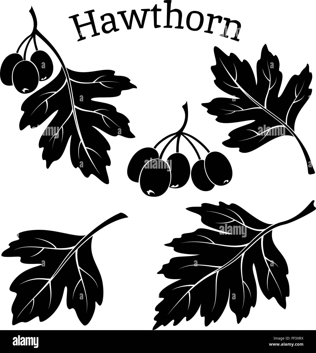 Hawthorn tree drawing Stock Vector Images - Alamy
