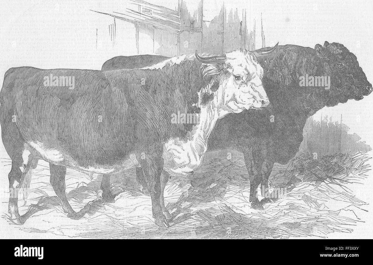 NORFOLK Prize cattle, Norwich farm show 1849. Illustrated London News ...