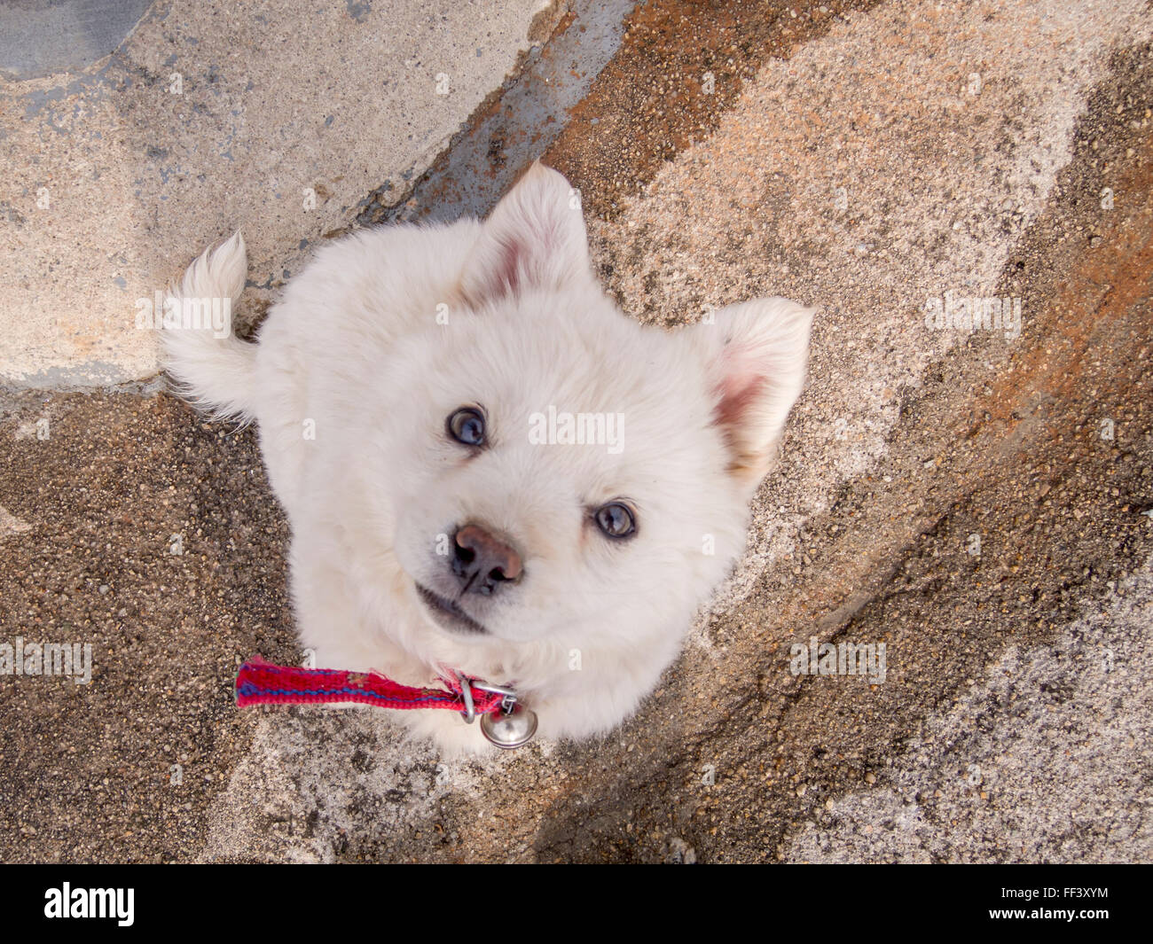 Cute puppy looks up at the camera Stock Photo - Alamy