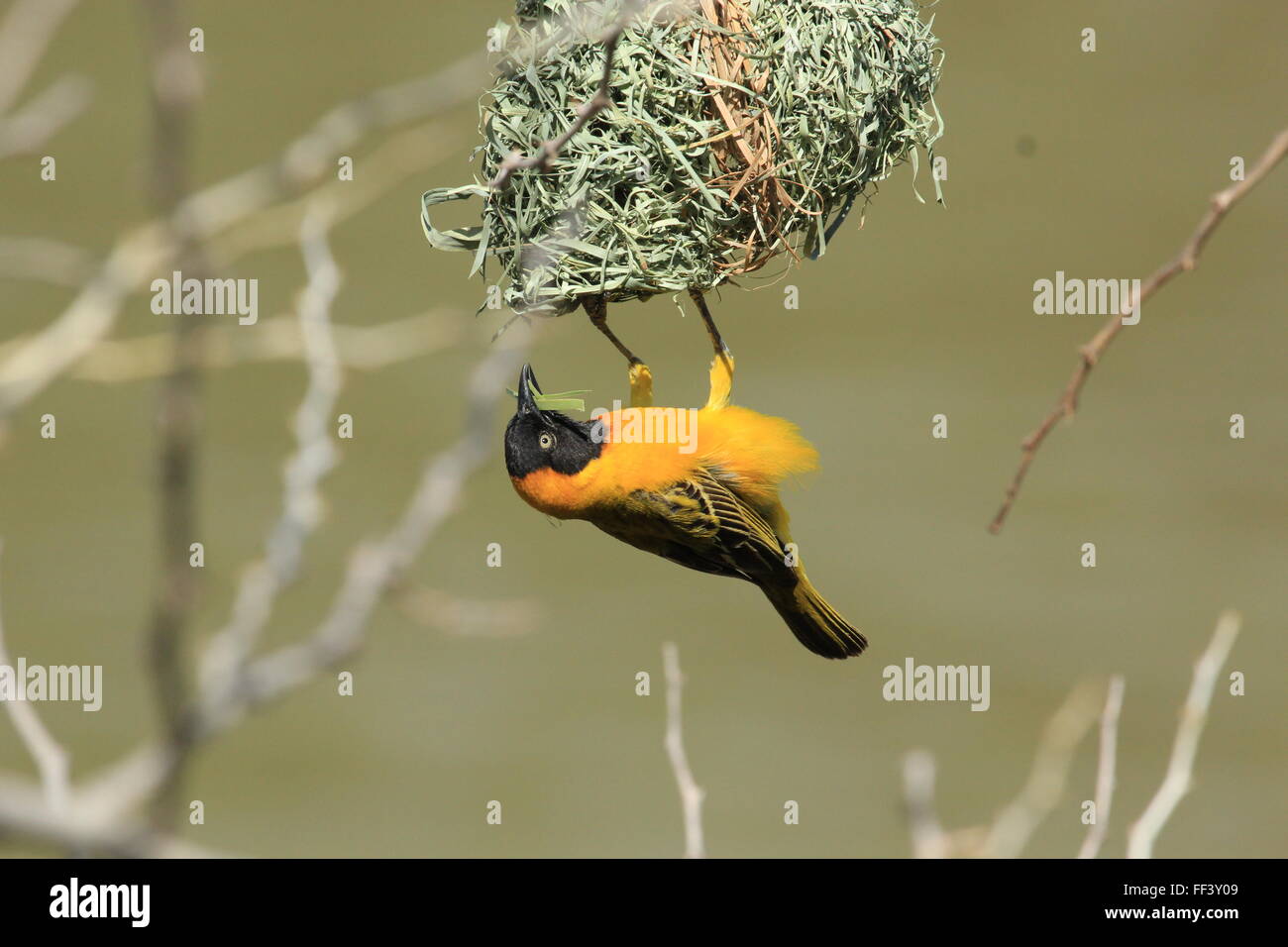 African Bird making a nest, Limpopo South Africa Stock Photo - Alamy