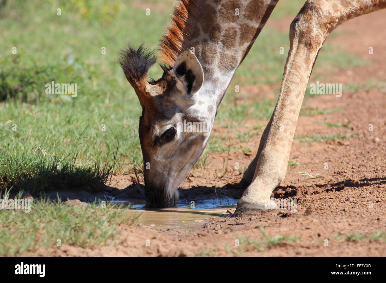 Giraffe drinking from puddle hi-res stock photography and images - Alamy