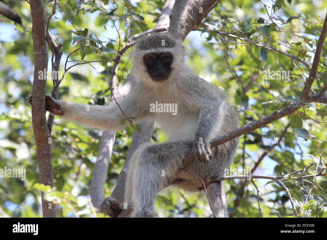 African Monkeys In Tree