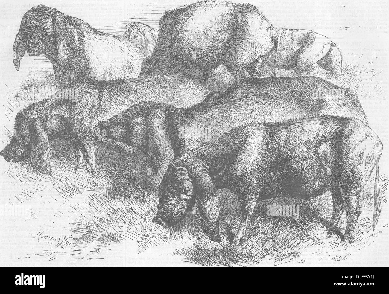 Japan trade 19th century hi-res stock photography and images - Alamy