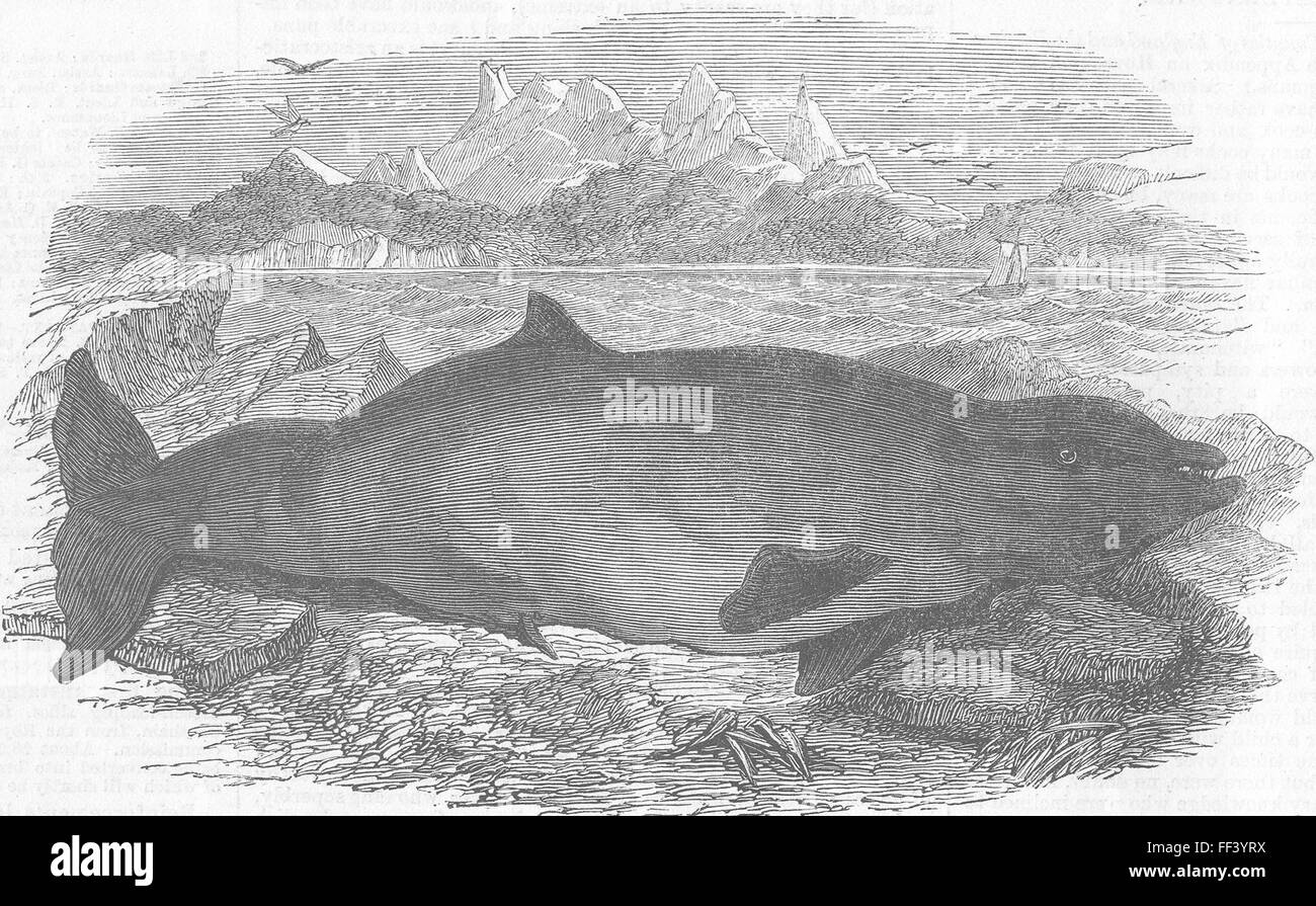 ANIMALS Ziphius Tasmaniensis, species of dolphin 1867. Illustrated ...