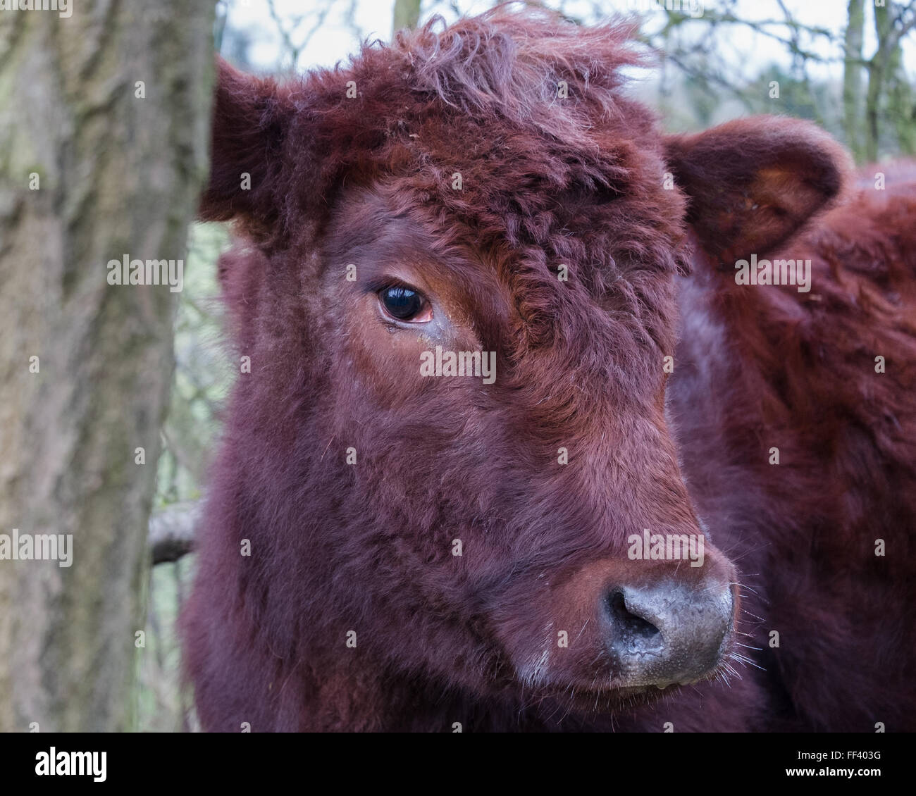 Aberdeen angus cow hi-res stock photography and images - Alamy