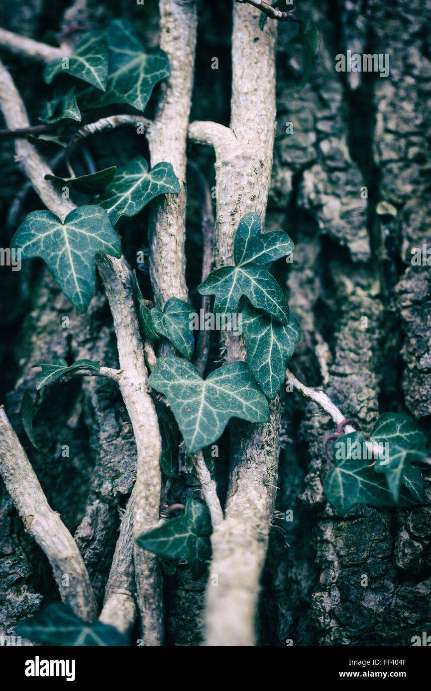 Vines on a tree hi-res stock photography and images - Alamy