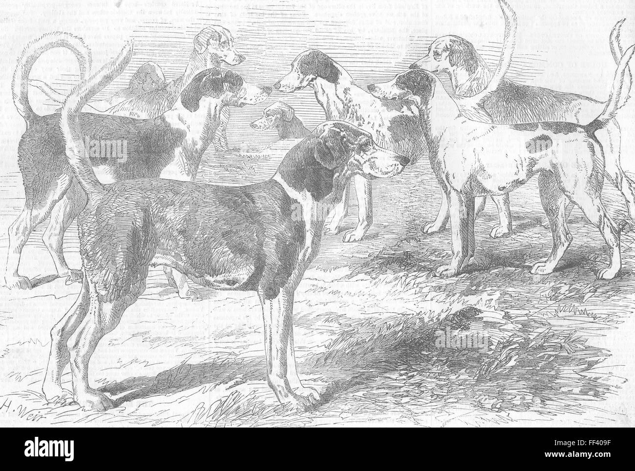 DOGS Royal staghounds 1856. Illustrated London News Stock Photo - Alamy