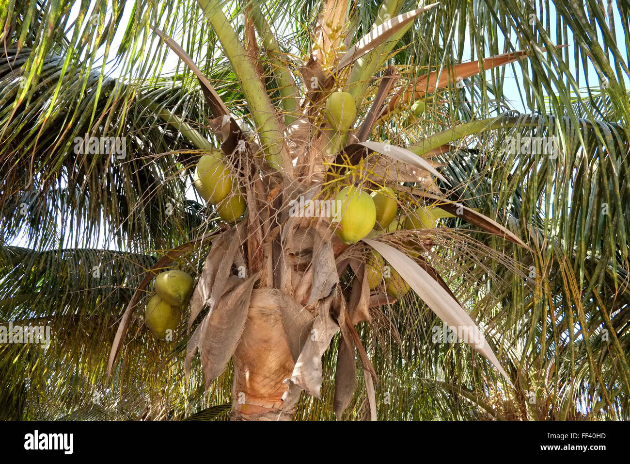 Sal nut oil hi-res stock photography and images - Alamy