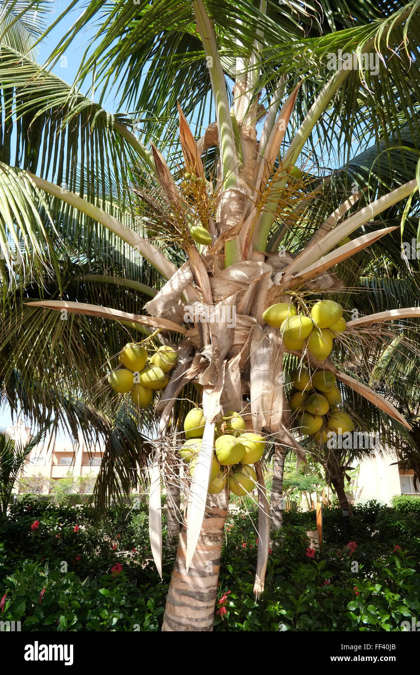 Cocoanut palm tree number 3554 Stock Photo - Alamy