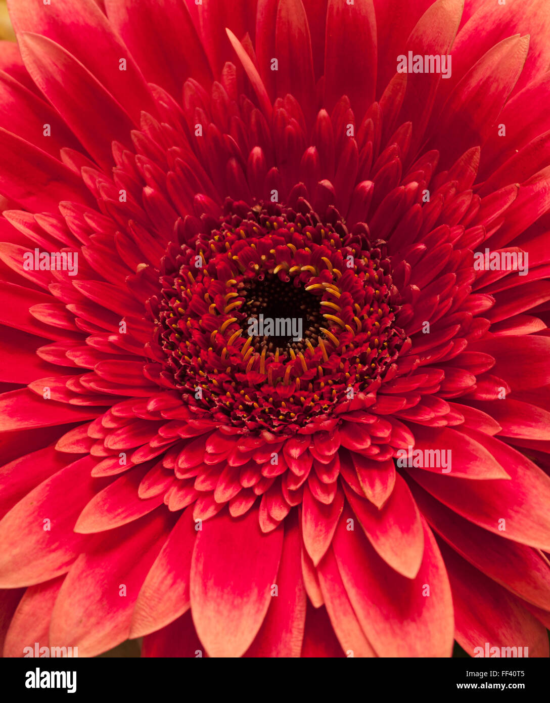 Red flower closeup shot hi-res stock photography and images - Alamy