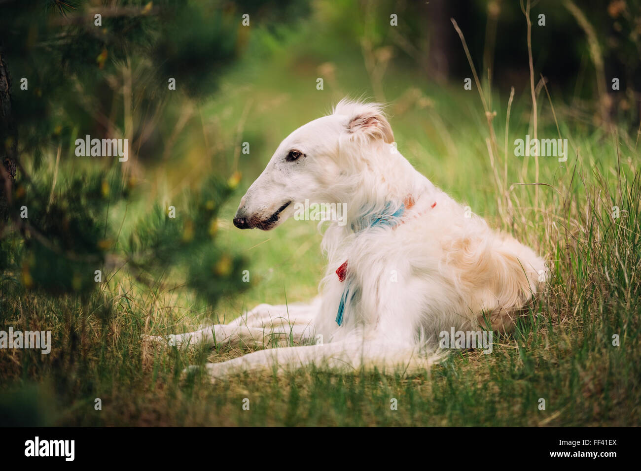 White Russian Wolfhound Dog, Borzoi, Hunting dog, Sighthound in Spring ...