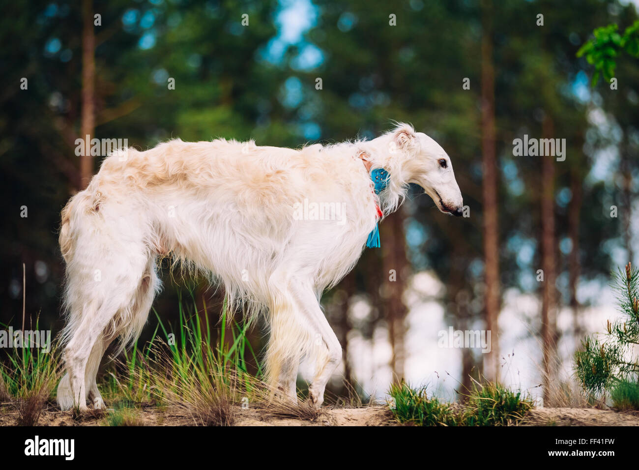 White Russian Wolfhound Dog, Borzoi, Hunting dog, Sighthound in Spring ...