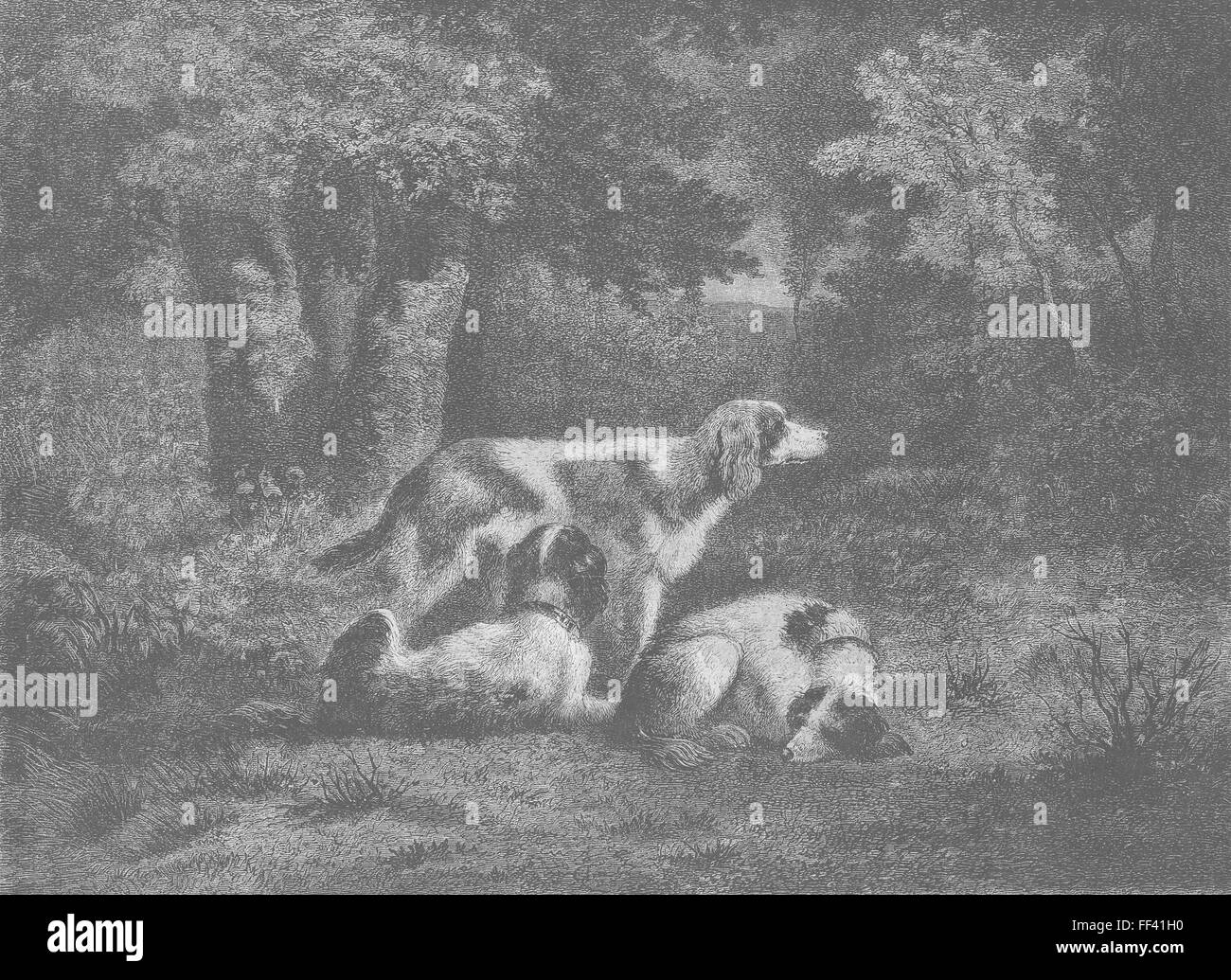 Illustrated forest Black and White Stock Photos & Images - Alamy
