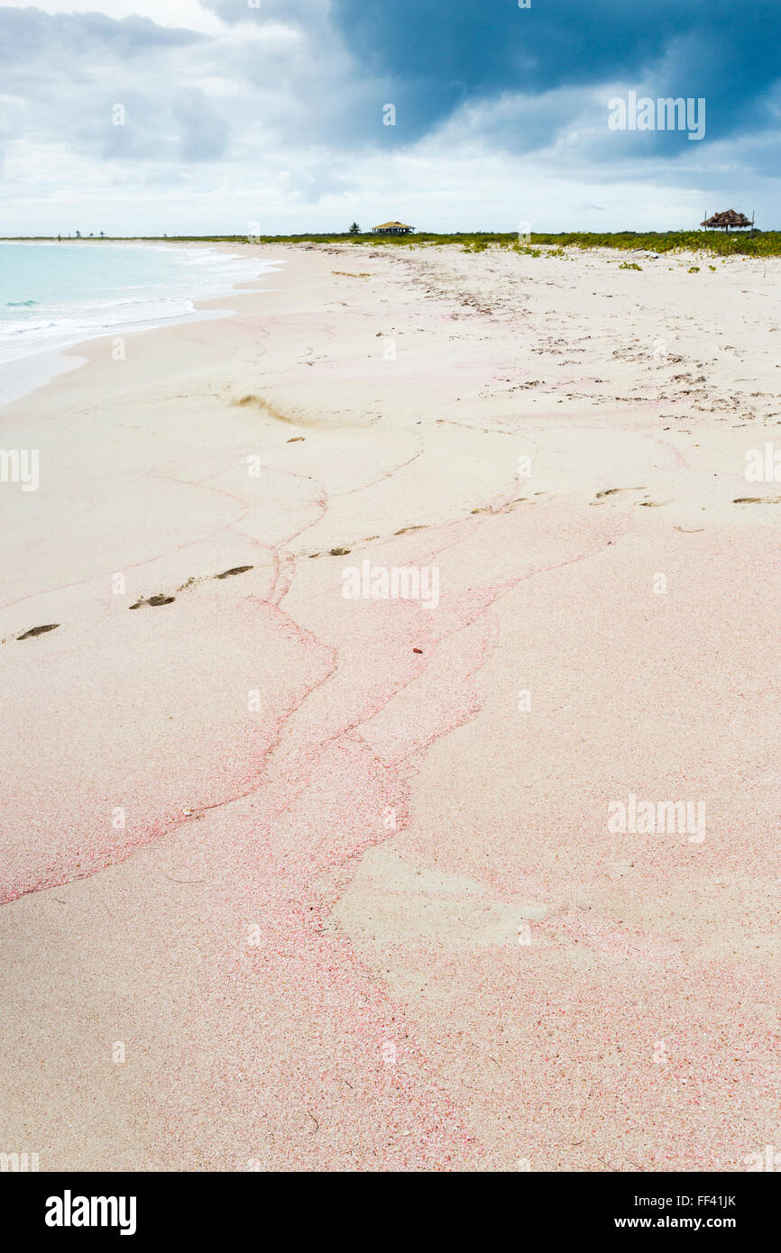 Pink sand on a beach on the south coast of Barbuda, Antigua and Barbuda ...