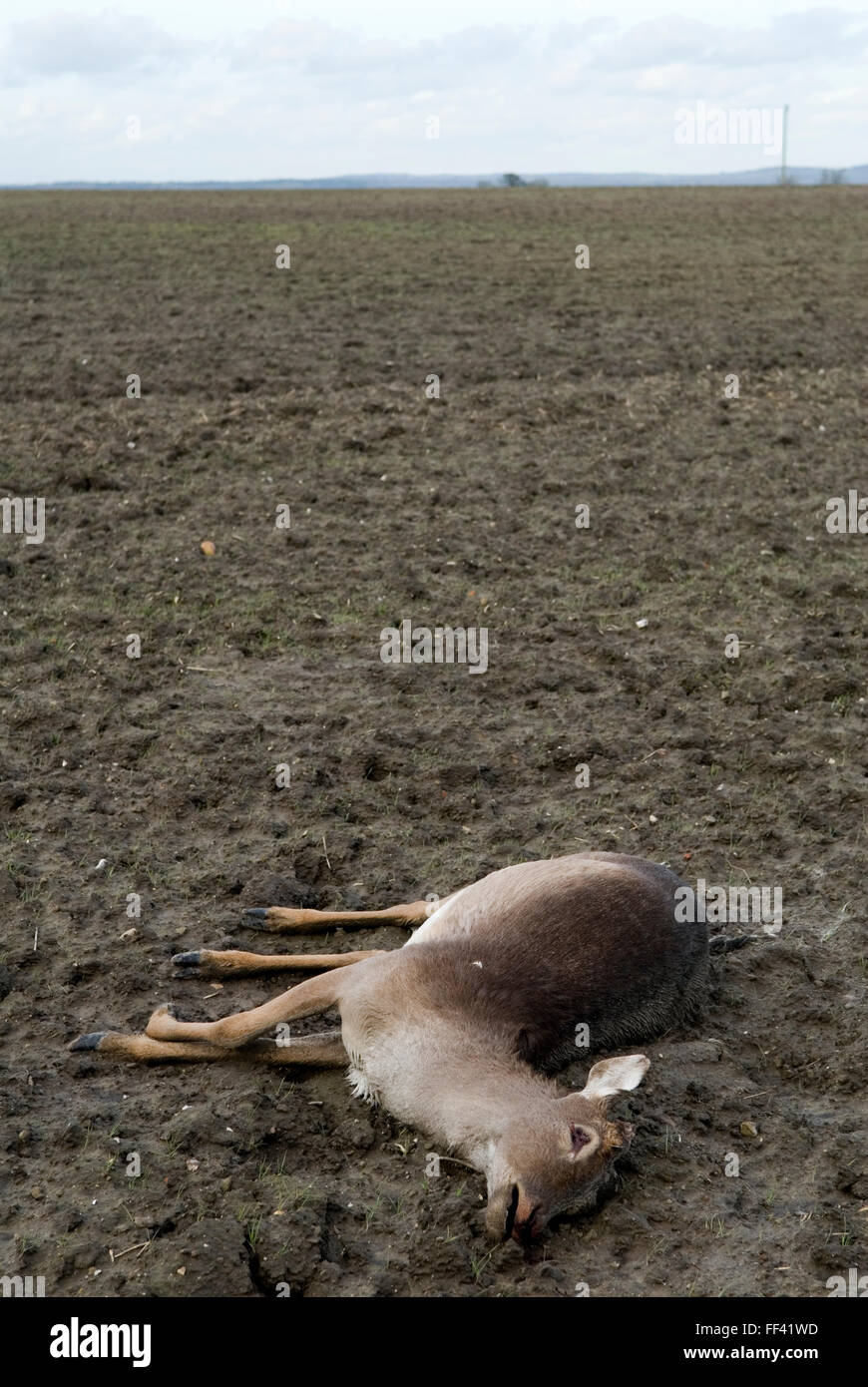 Roe Deer dead countryside Oxfordshire, probably killed, hit by a ...