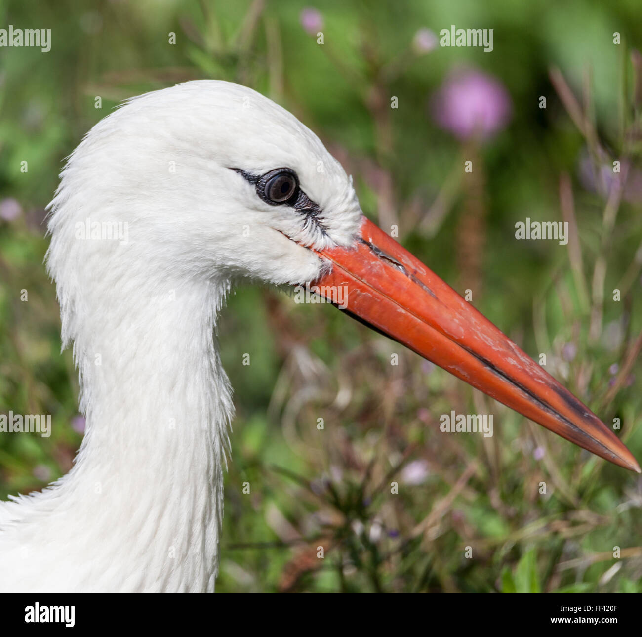 White stork close up head shot Stock Photo - Alamy