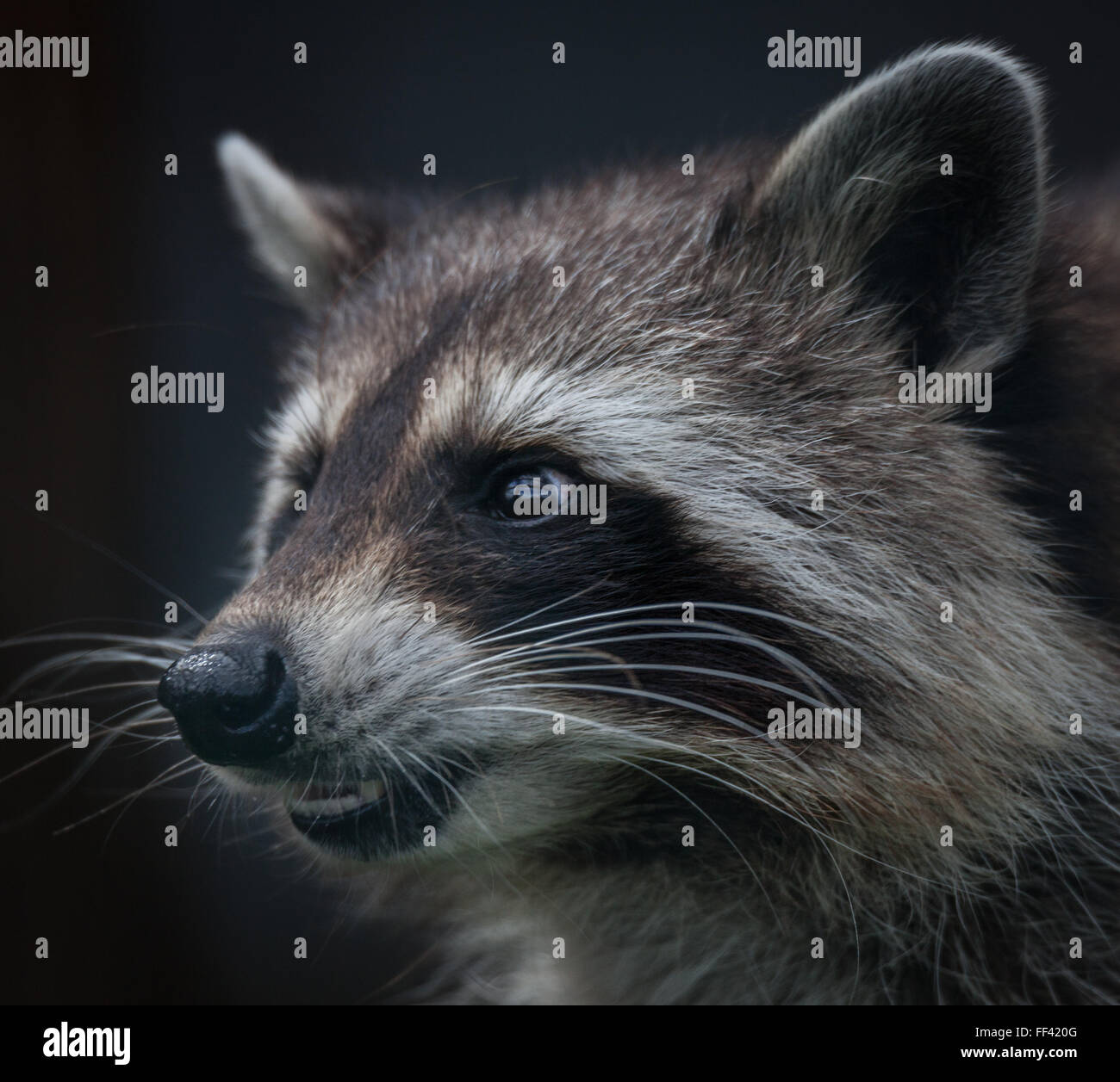 Raccoon head shot close up Stock Photo - Alamy