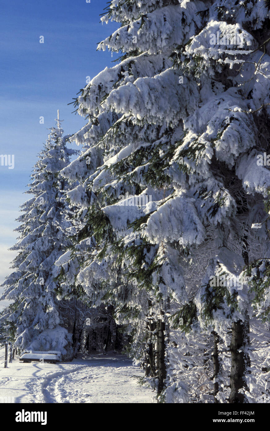 DEU, Germany, Sauerland region, snow-covered forest near the town ...