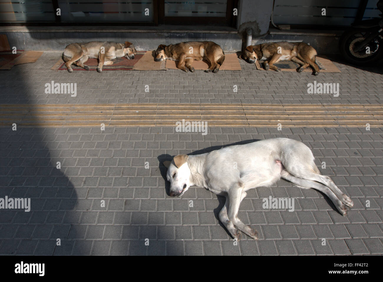 Stray dogs sleeping in Thessaloniki, northern Greece Stock Photo - Alamy