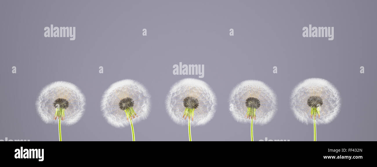 dandelion on colorful background.3d rendering Stock Photo - Alamy