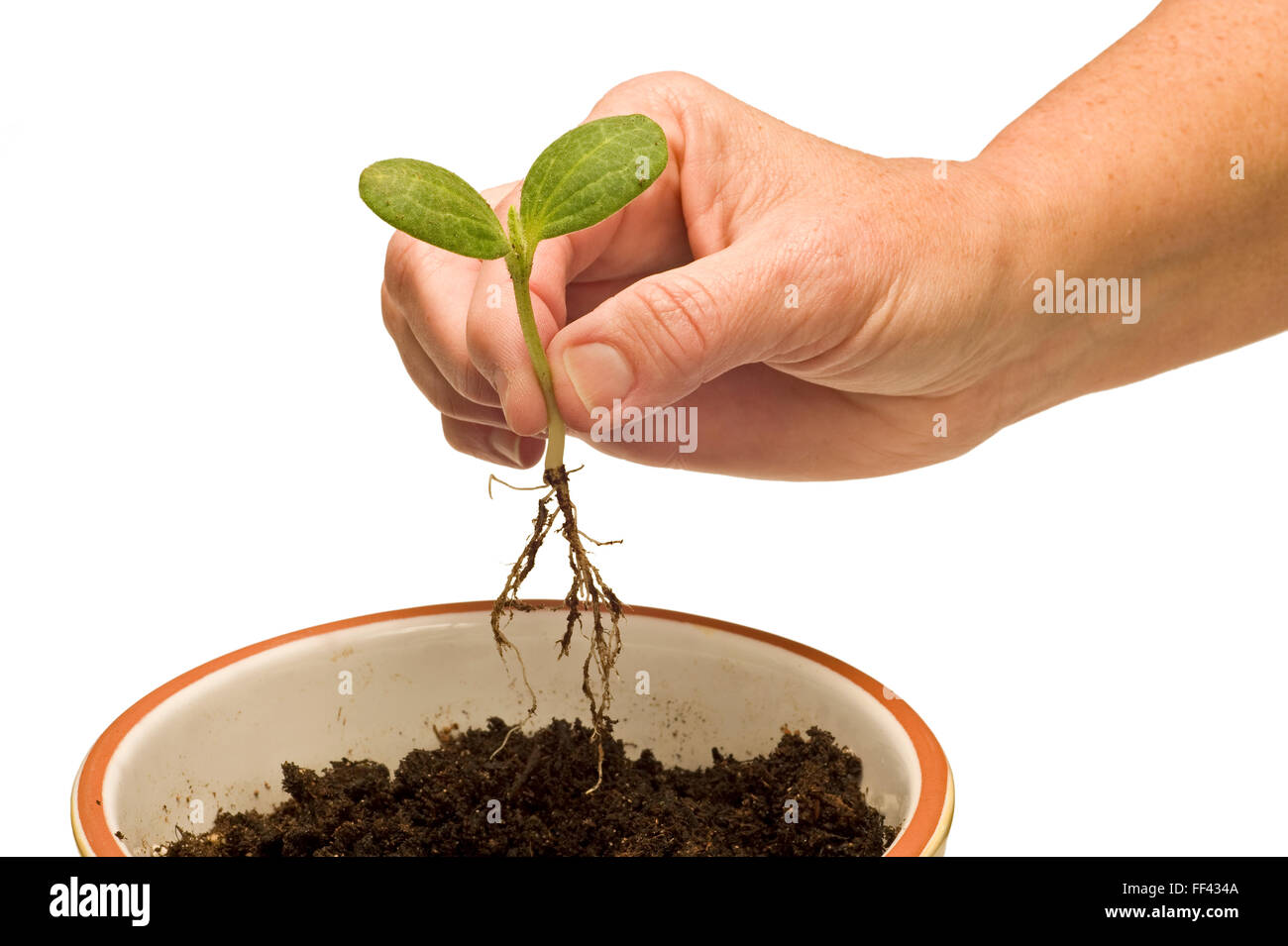 Hand Planting Baby Plant Stock Photo - Alamy