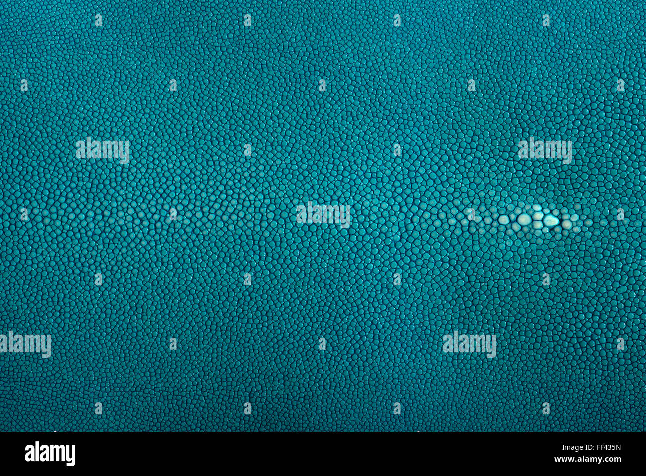 Stingray exotic fish leather, hide, skin in turquoise color Stock Photo ...