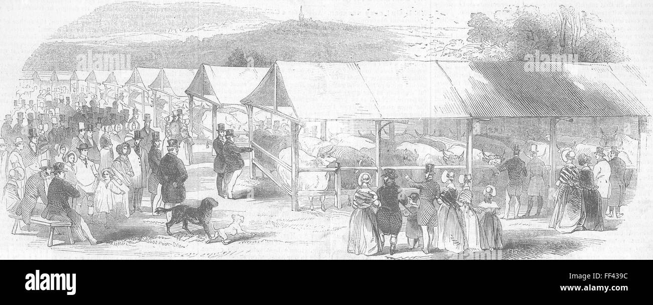COWS The show of prize cattle, &c 1843. Illustrated London News Stock ...