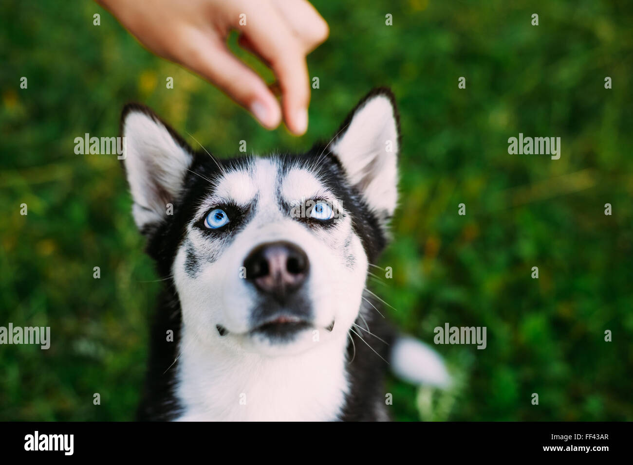 Young Happy Husky Eskimo Dog Sitting In Grass Outdoor. Close Up Head ...