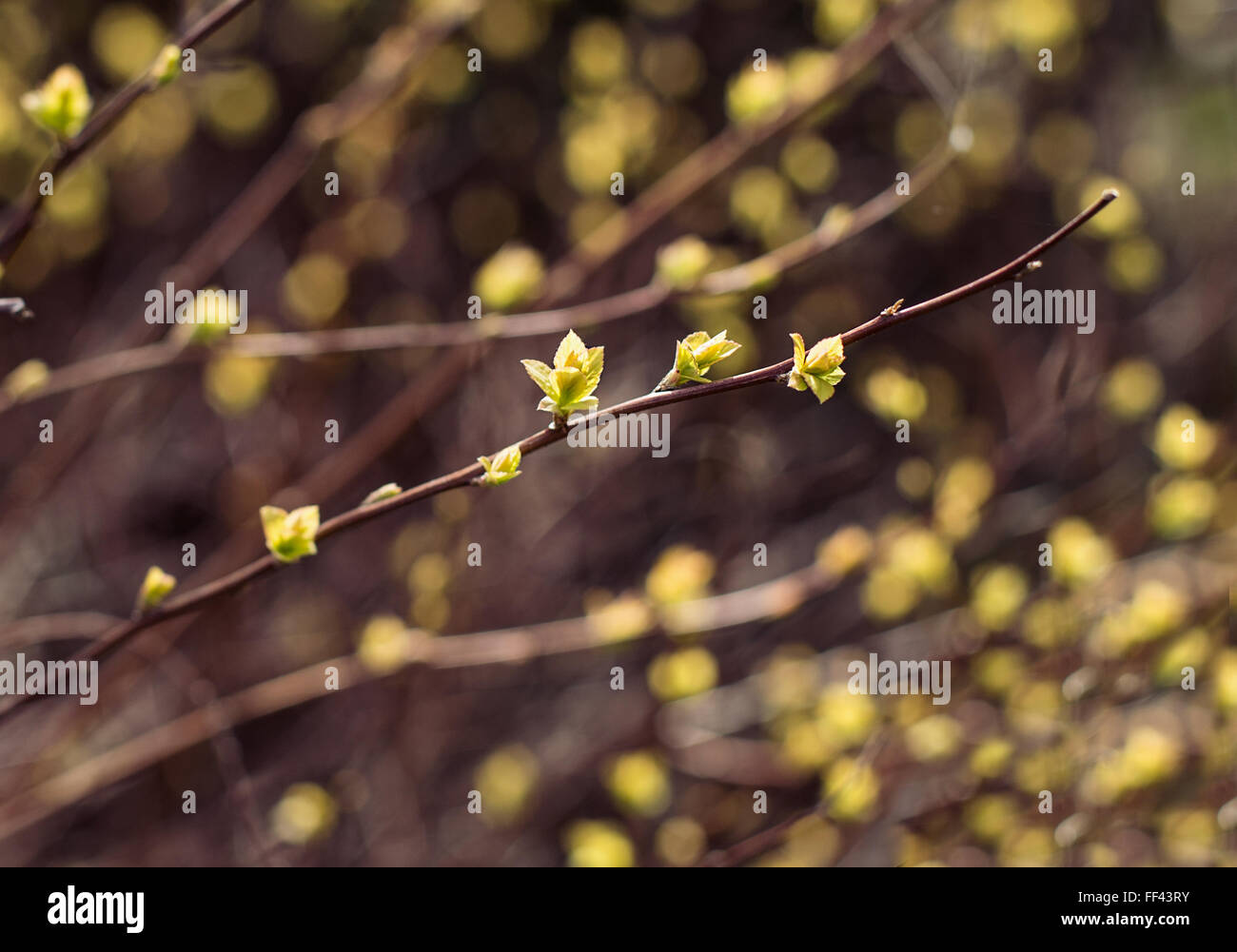Young buds willow tree hi-res stock photography and images - Alamy