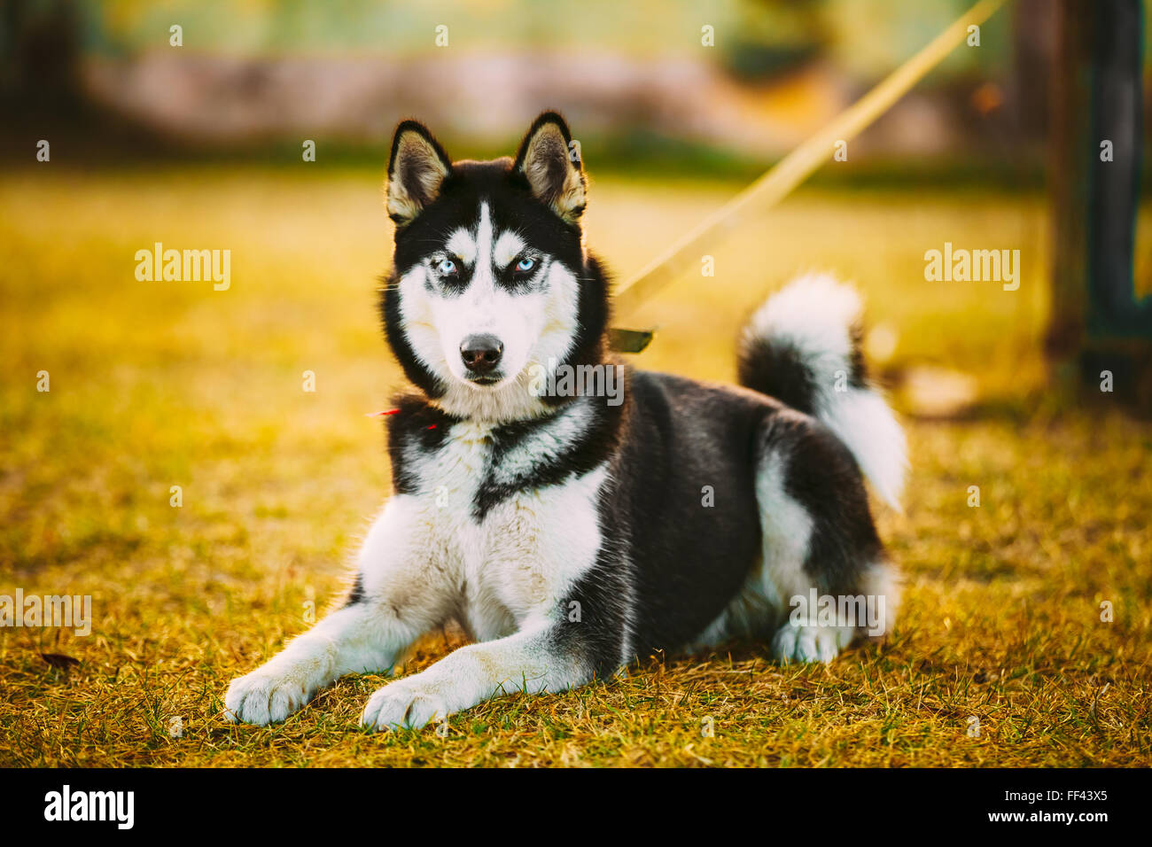 Young Happy Husky Puppy Eskimo Dog Sitting In Dry Grass Outdoor In ...