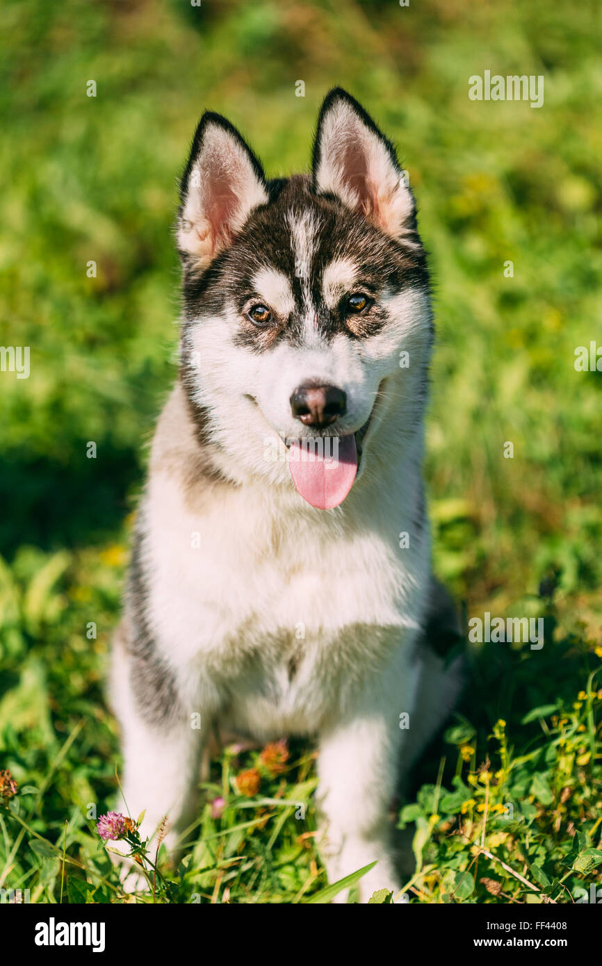 Young Happy Husky Puppy Eskimo Dog Sitting In Grass Outdoor Stock Photo ...