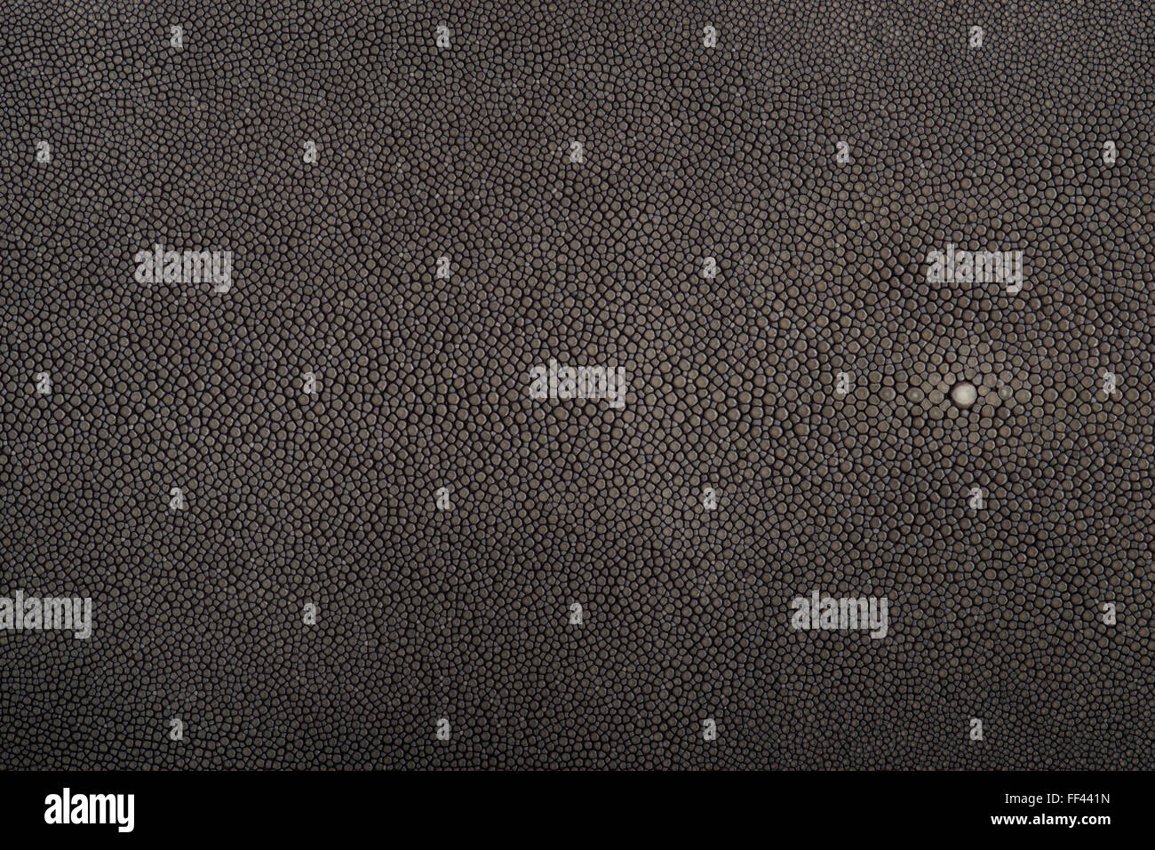 Stingray exotic fish leather, hide, skin in steel color Stock Photo - Alamy