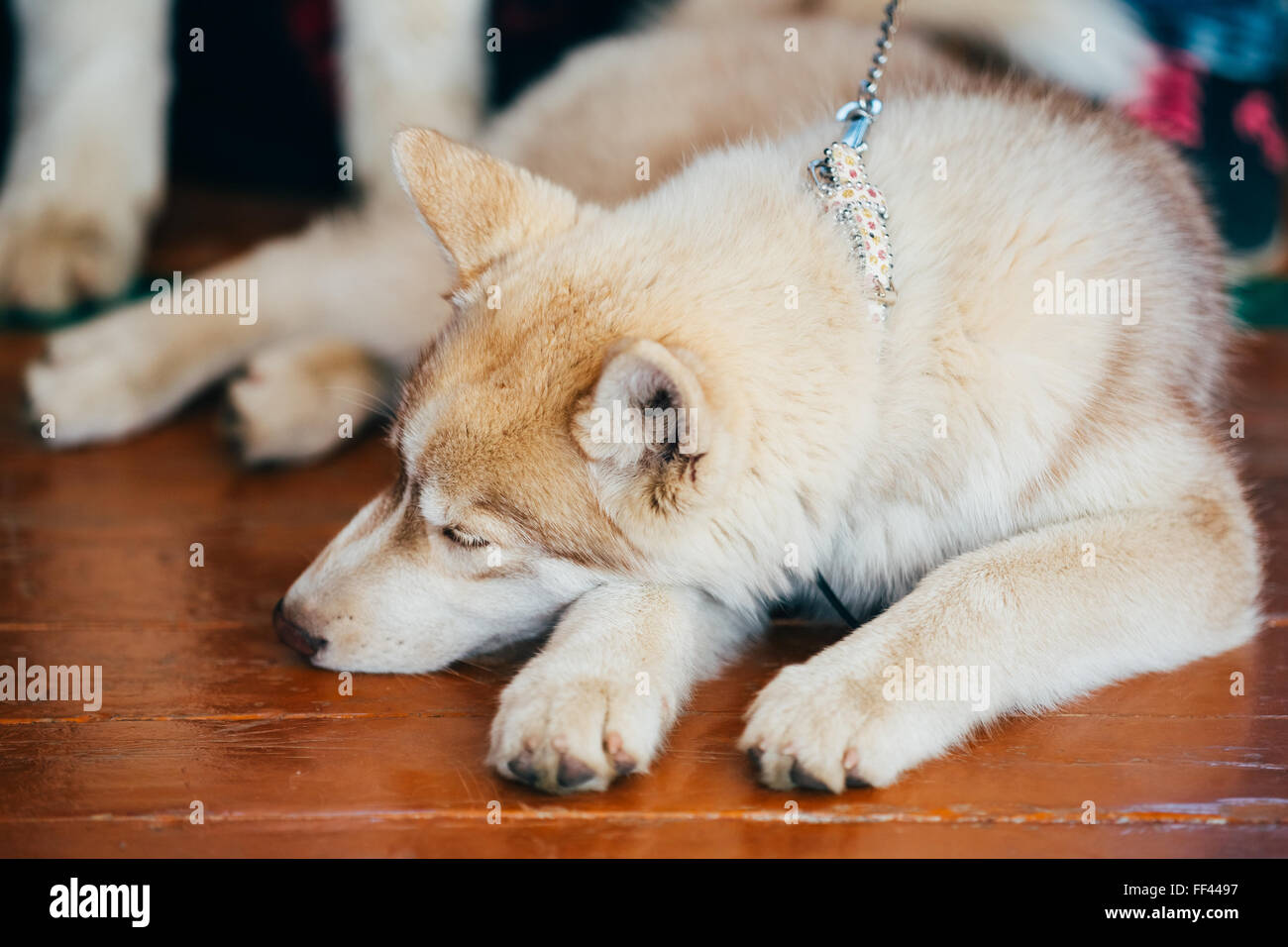 Sleeping siberian husky hi-res stock photography and images - Alamy