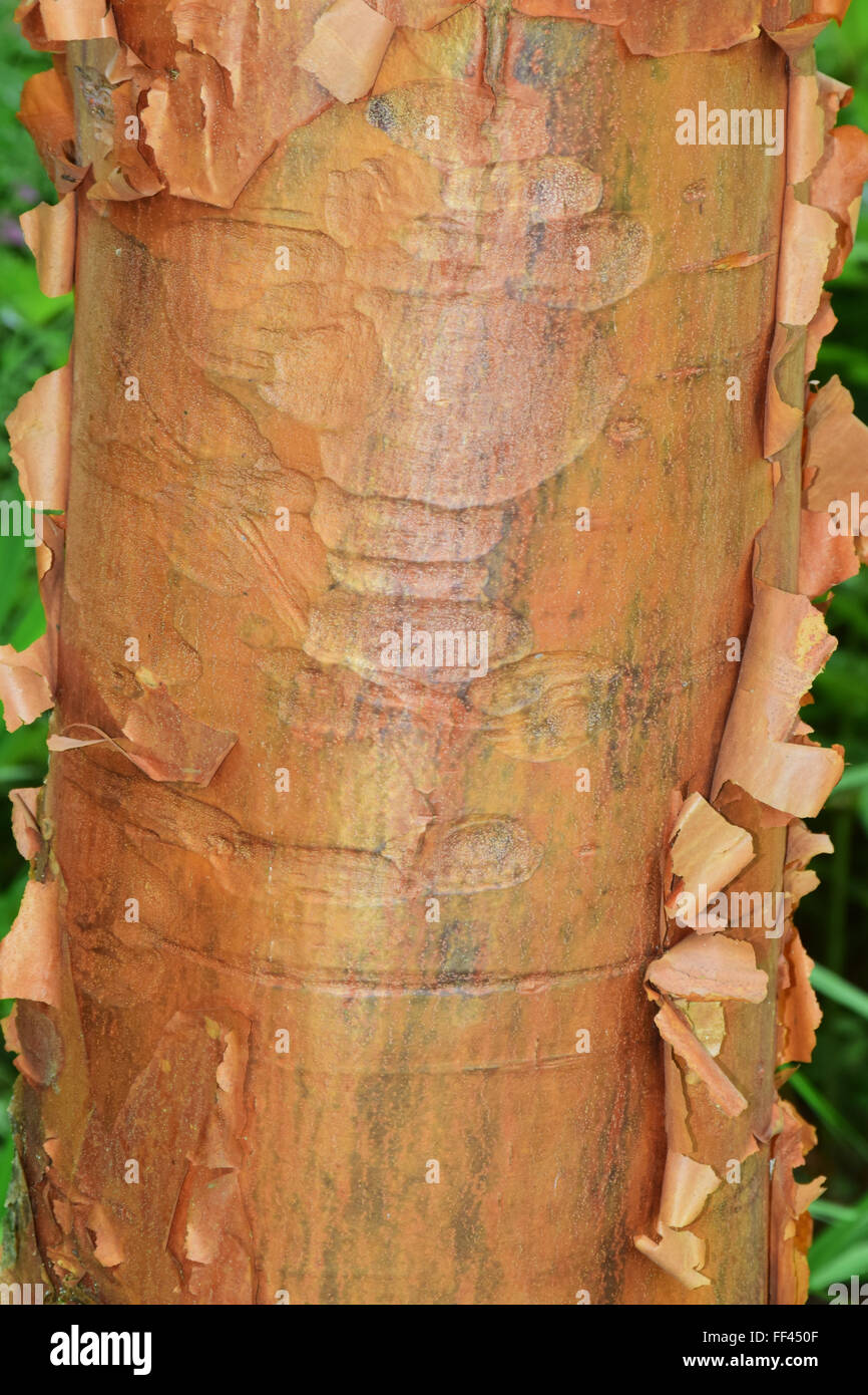 Beautiful tree bark peeling Stock Photo - Alamy