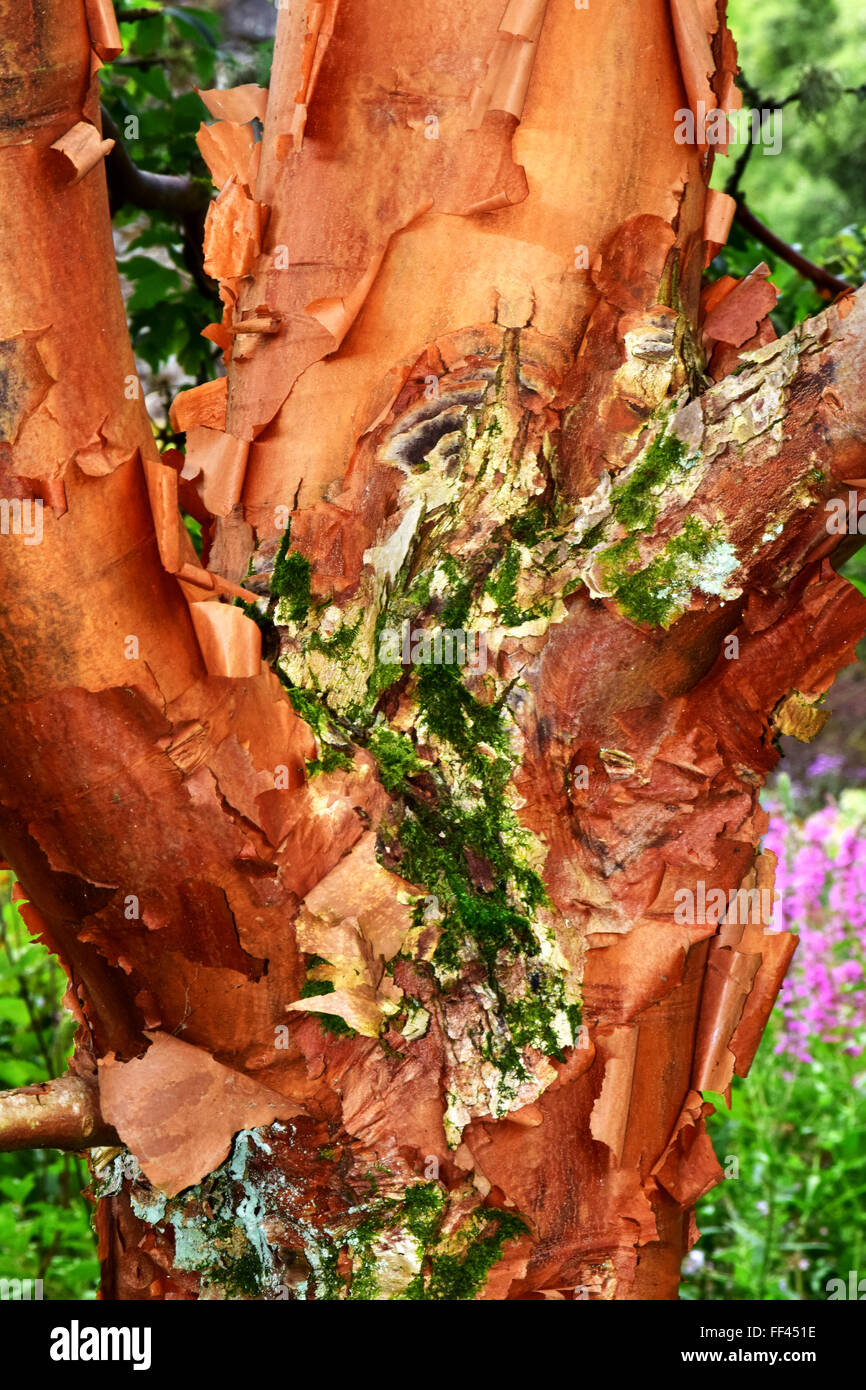 Beautiful tree bark peeling Stock Photo - Alamy
