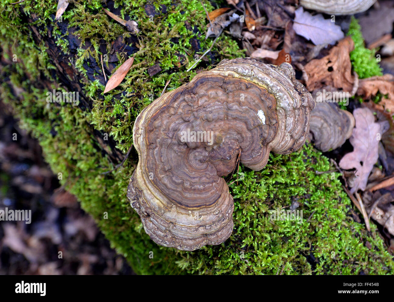 A fungus grows on a tree trunk in a forest of the shell limestone sea ...