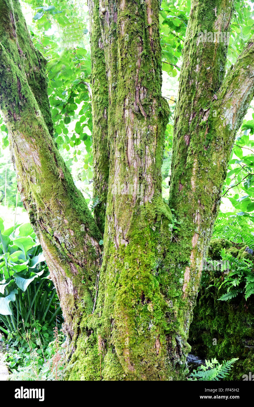 Beautiful tree with lichen Stock Photo - Alamy