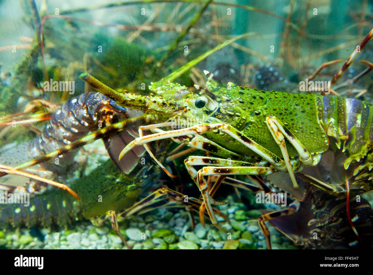 Languste hi-res stock photography and images - Alamy