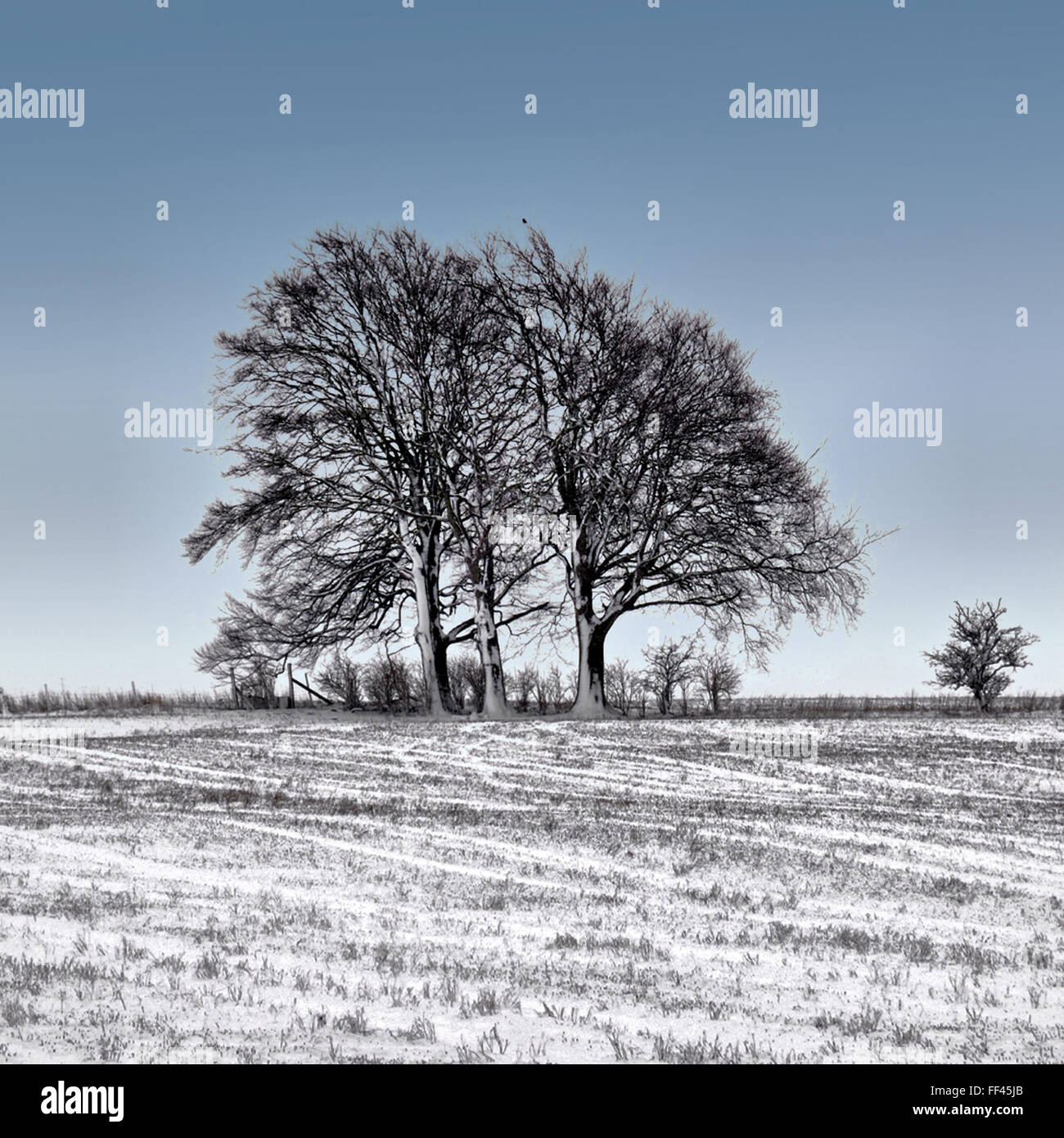 Beautiful tree in winter Stock Photo - Alamy