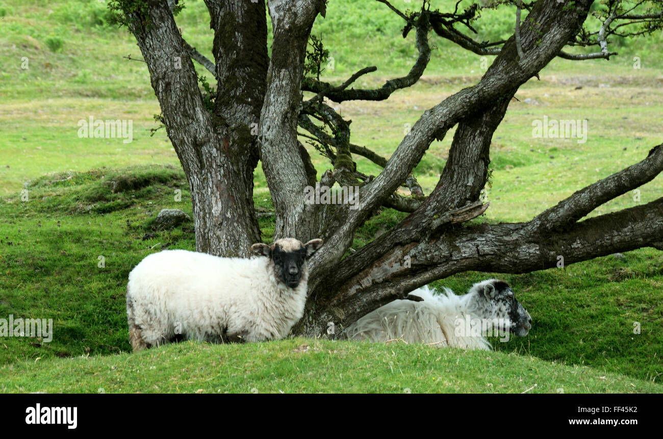 .Tree on Bodmin Moor with sheep Stock Photo - Alamy