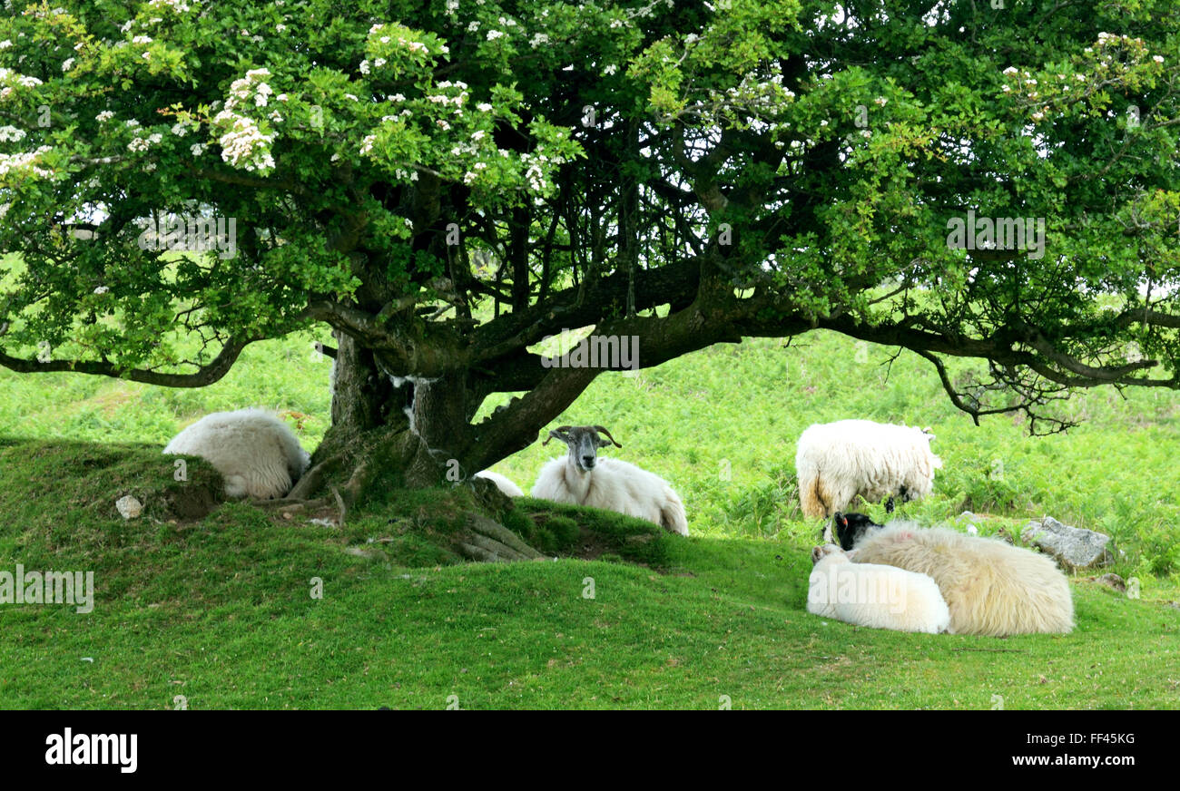 Tree on Bodmin Moor with sheep Stock Photo - Alamy