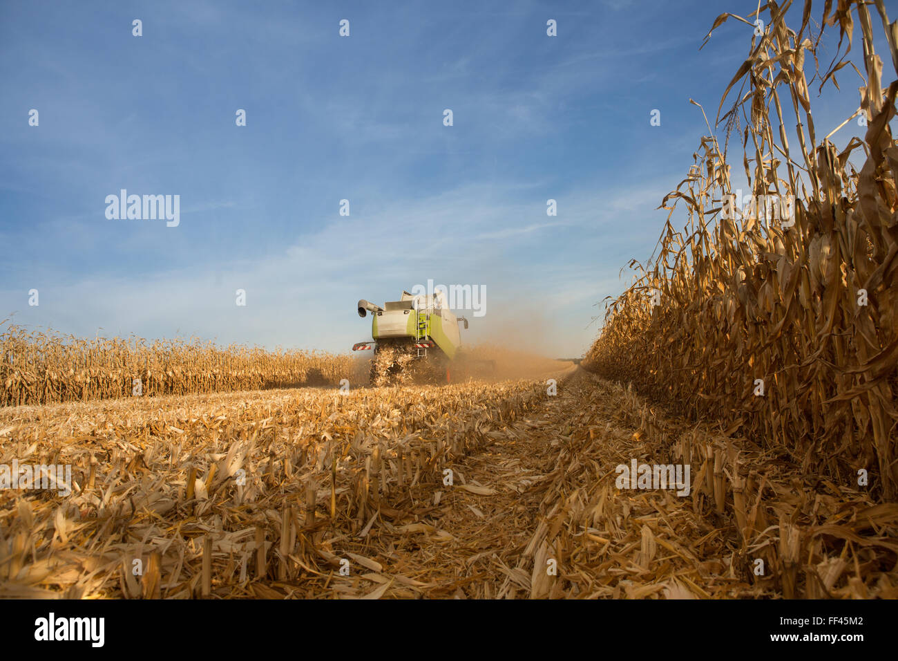 Harvesting field corn hi-res stock photography and images - Alamy