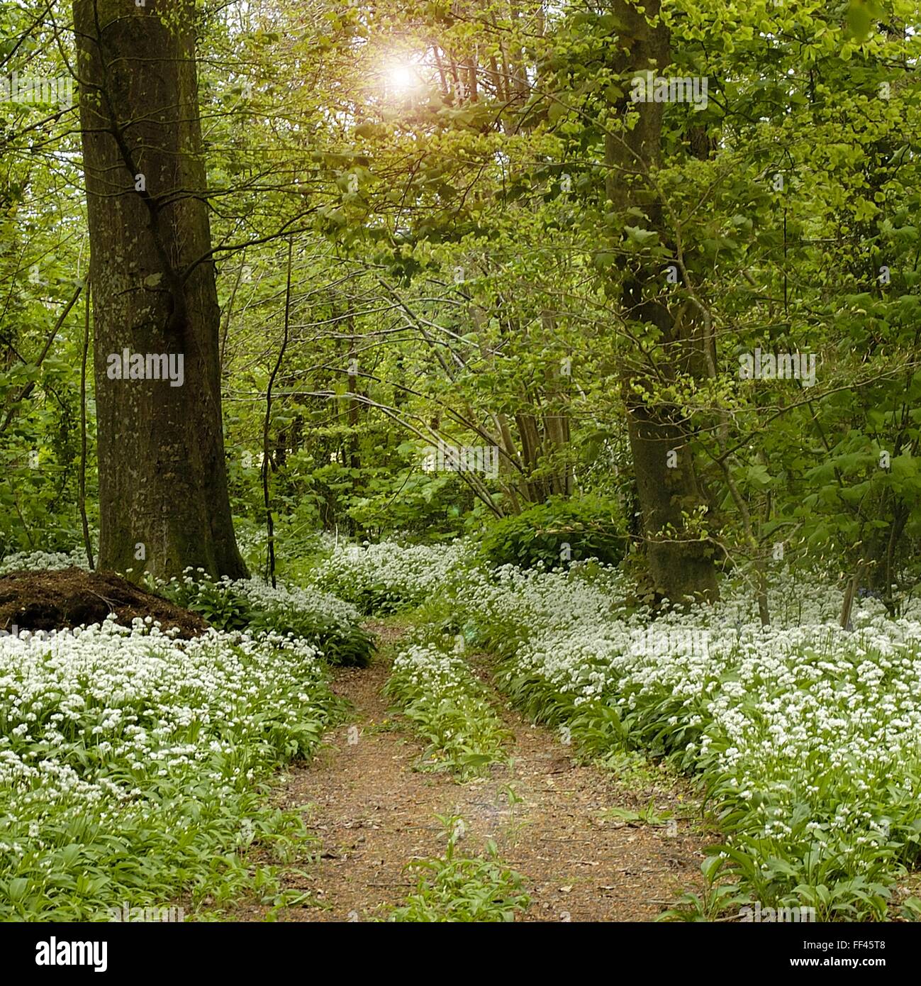 Beautiful trees in a forest glade Stock Photo - Alamy